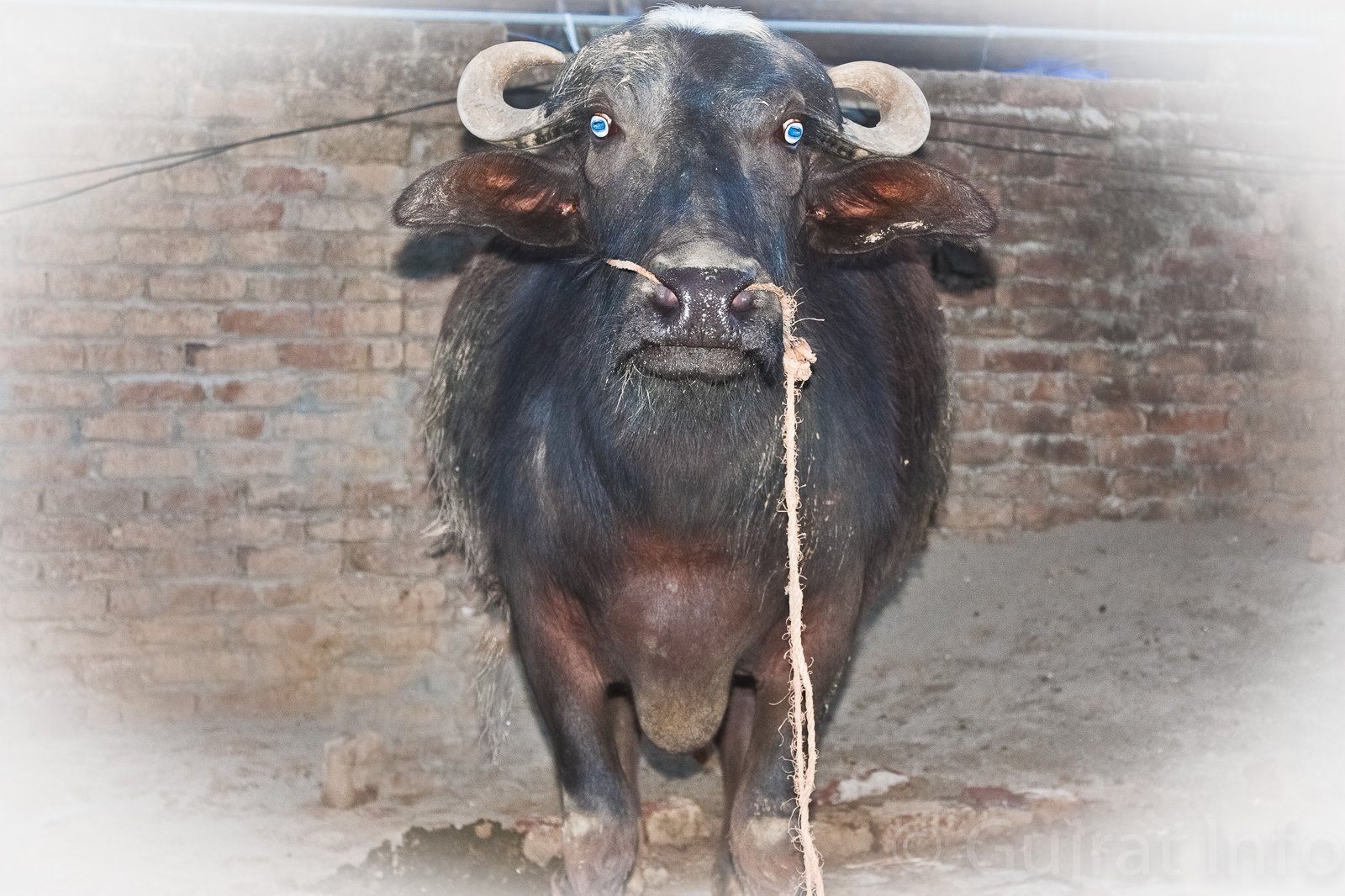 Sahiwal Generation buffalo – Gujrat Classified, Jobs, Events, Pictures ...